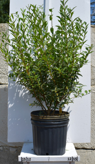Cheyenne Privet - Ligustrum Vulgare 'Cheyenne' | Goodmark Nurseries