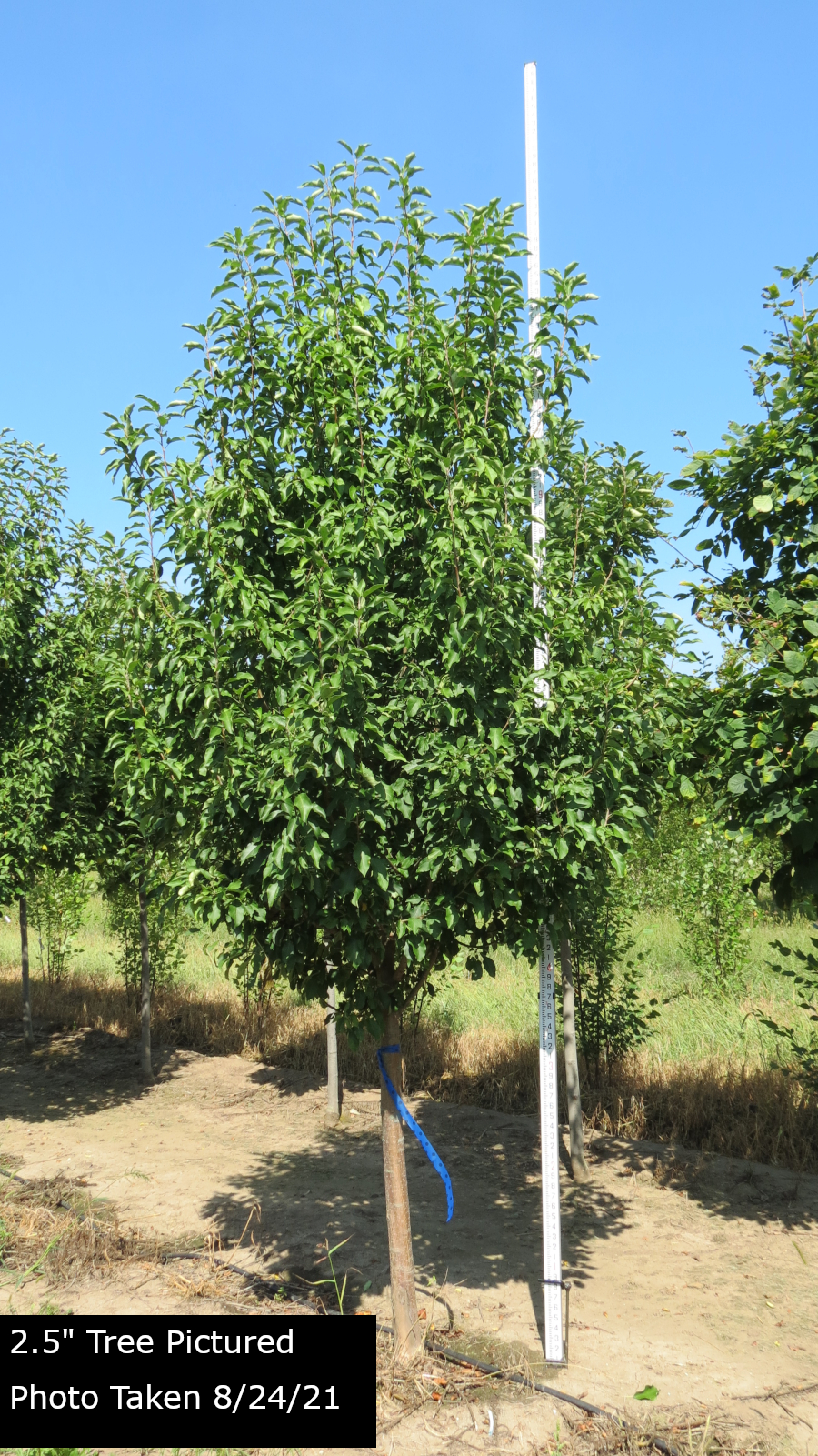 Spring Snow Crabapple Tree - Plant Inventory | Goodmark Nurseries