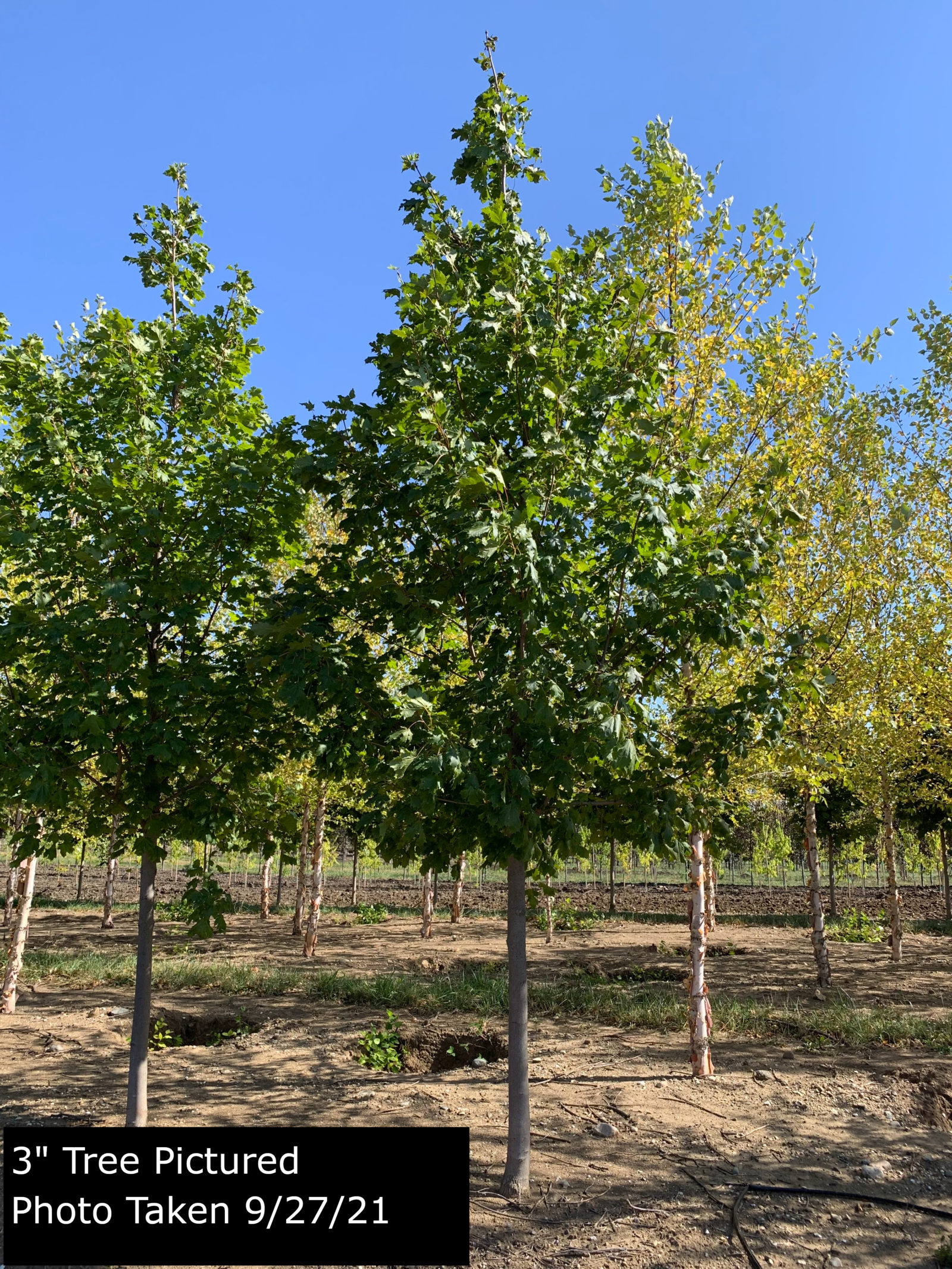 Deborah Maple Tree - Acer Plantanoides 'Deborah' | Goodmark Nurseries