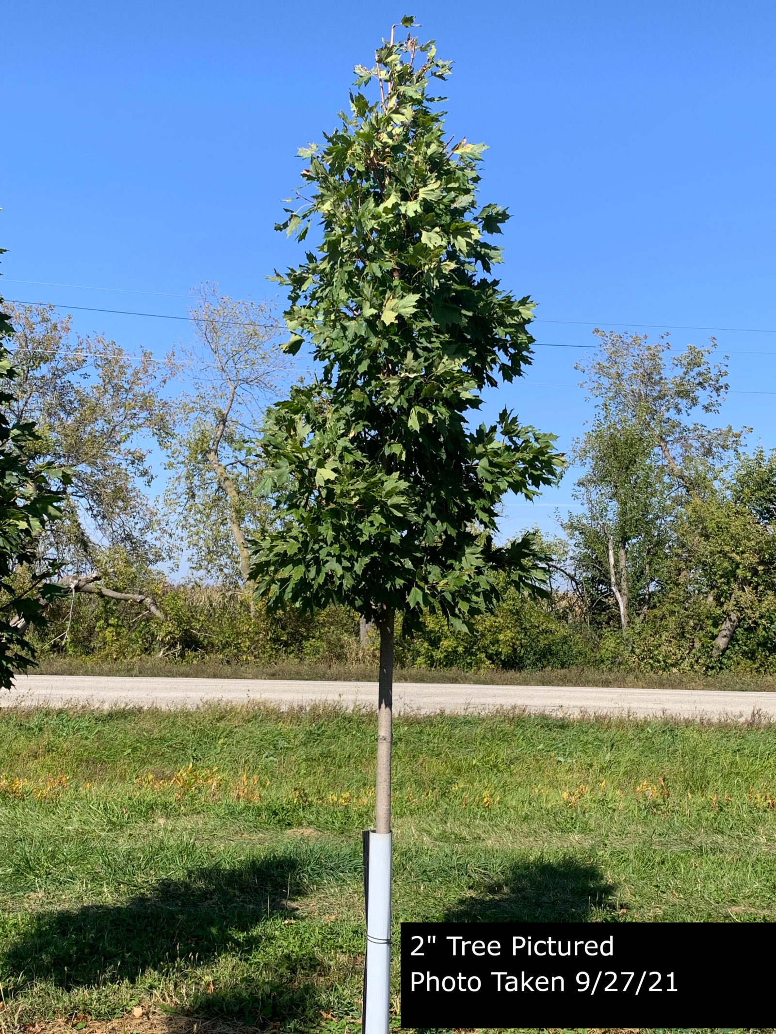 Fall Fiesta® Maple Tree - Plant Inventory | Goodmark Nurseries