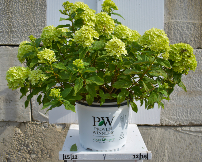 Little Lime® Hydrangea - Plant Inventory | Goodmark Nurseries