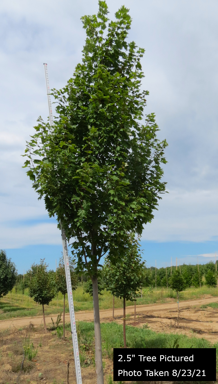 Armstrong Maple Tree - Plant Inventory | Goodmark Nurseries