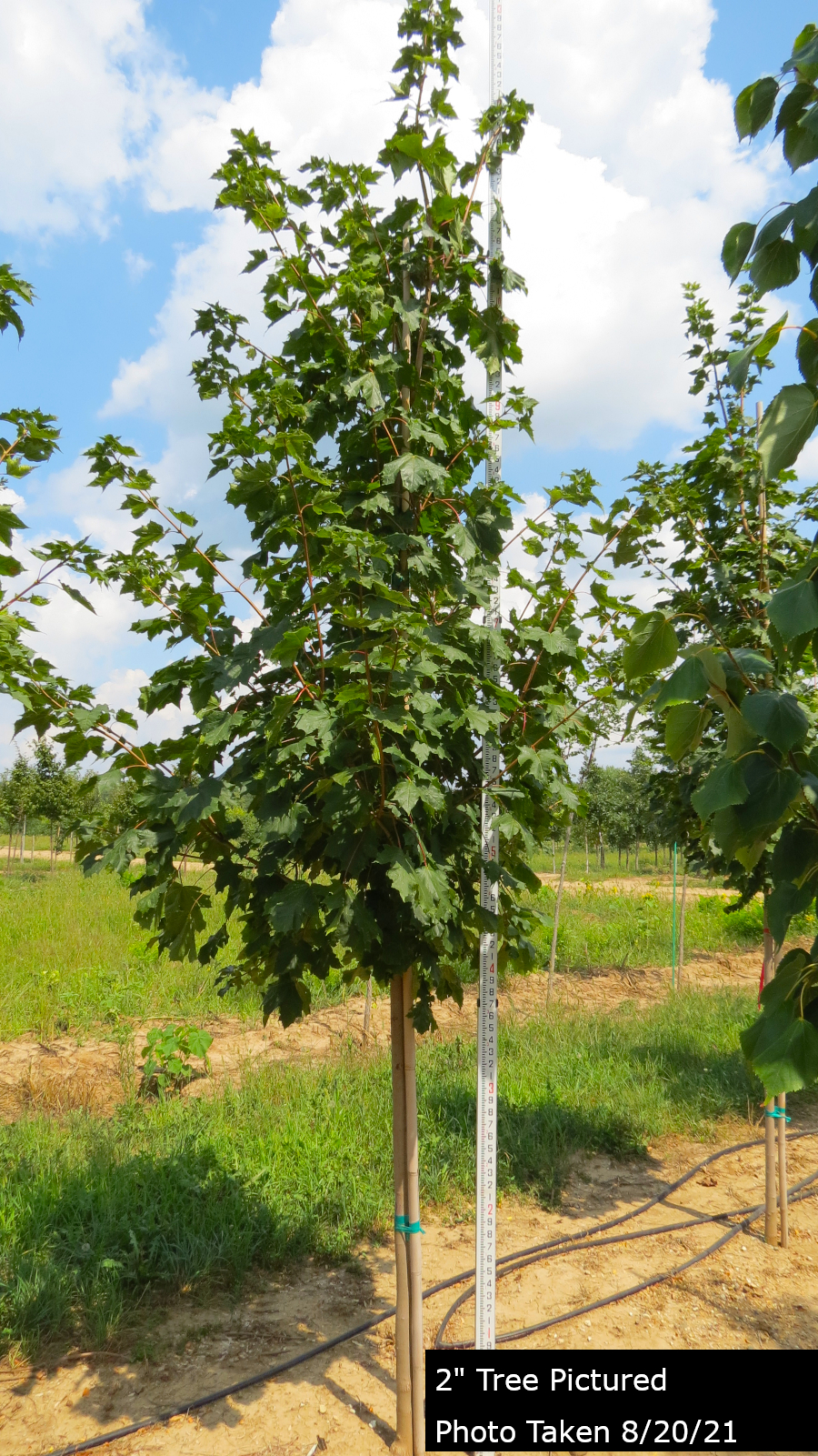 Flashfire® Maple Tree - Plant Inventory | Goodmark Nurseries