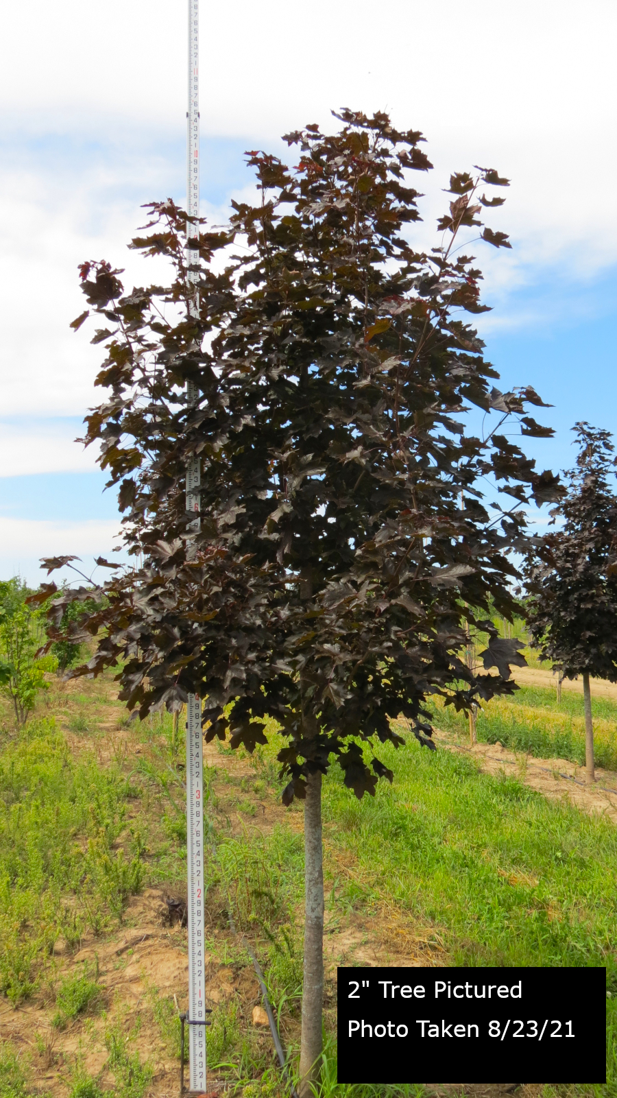 Royal Red Maple Tree - Plant Inventory | Goodmark Nurseries
