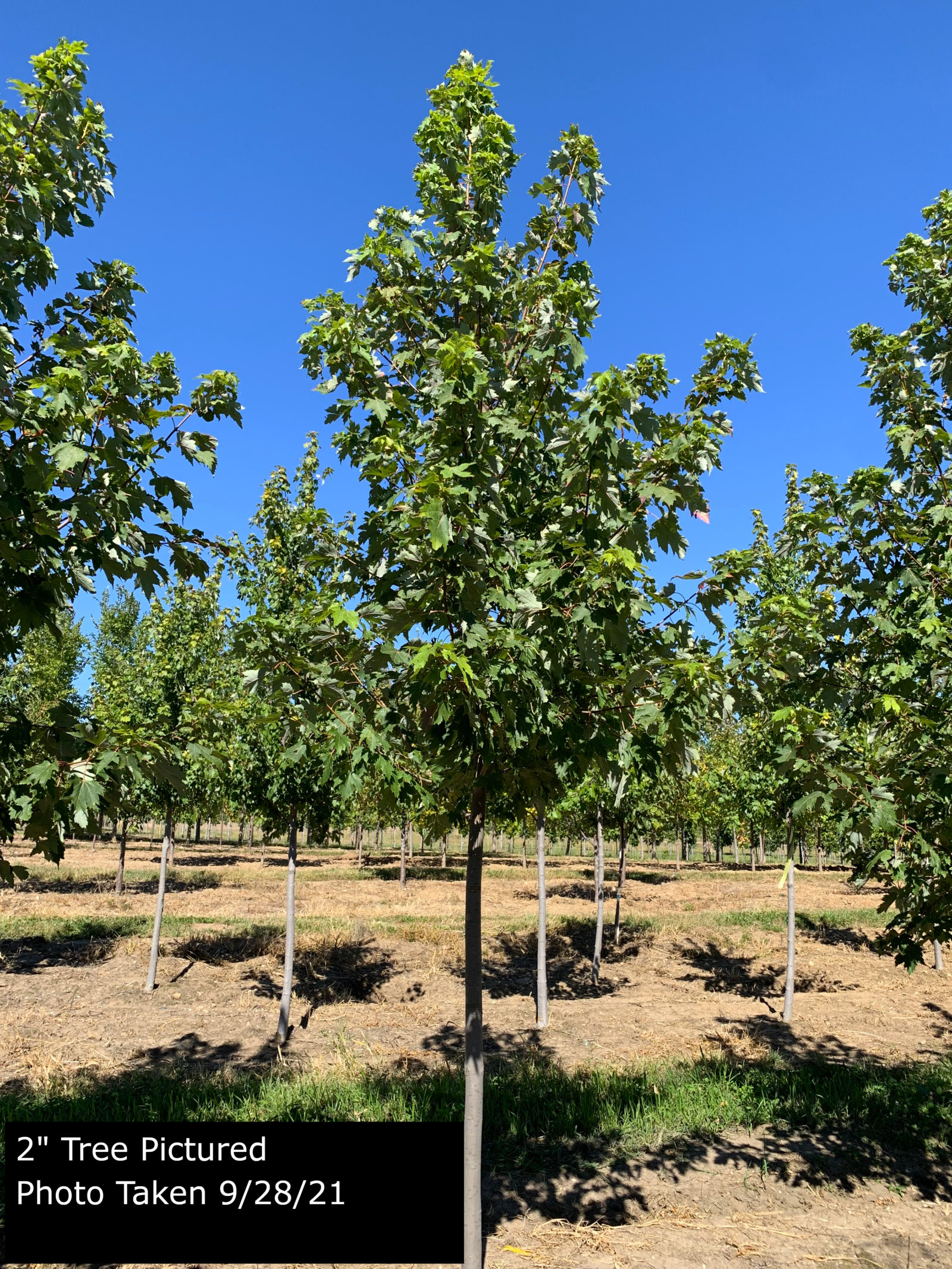 Marmo Maple Tree - Acer X Freemanii 'Marmo' | Goodmark Nurseries