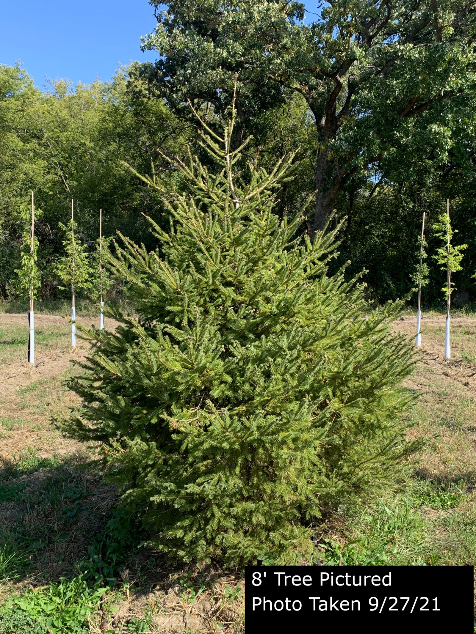 Serbian Spruce Tree - Picea Omorika | Goodmark Nurseries