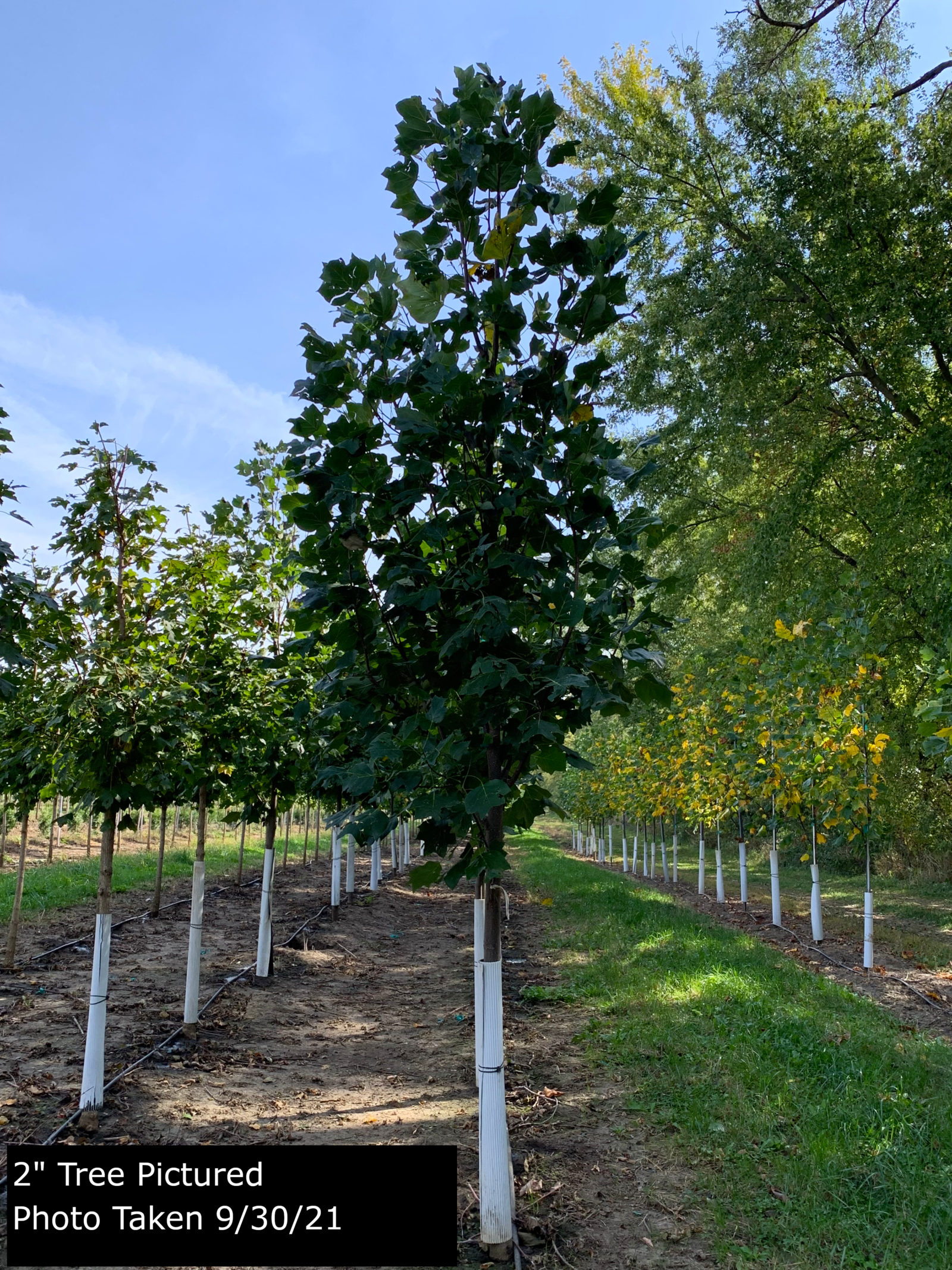 Emerald City® Tulip Tree - Plant Inventory | Goodmark Nurseries