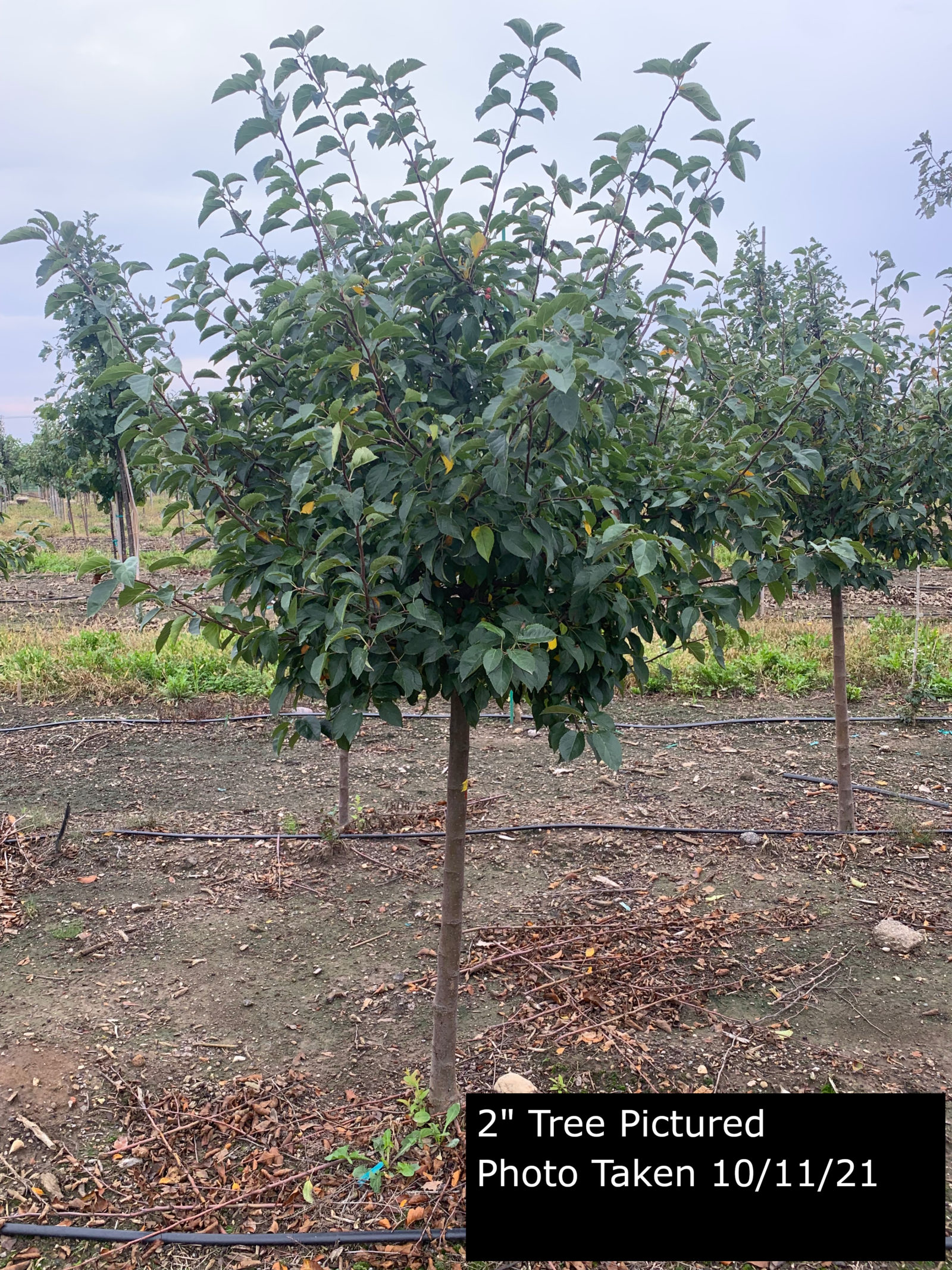 Firebird® Crabapple Tree - Plant Inventory | Goodmark Nurseries