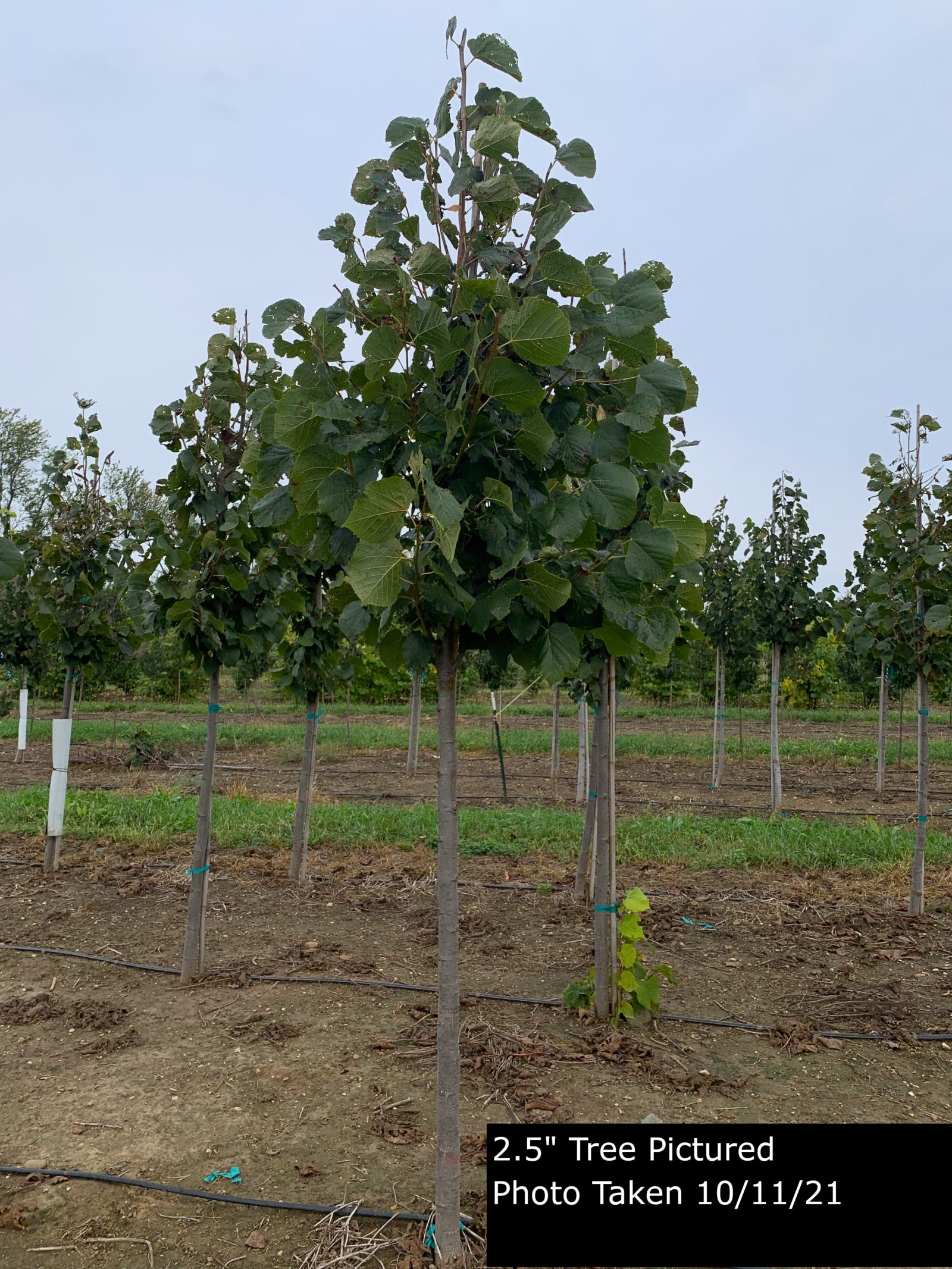 Redmond Linden Tree - Tilia Americana X Euchlora | Goodmark Nurseries