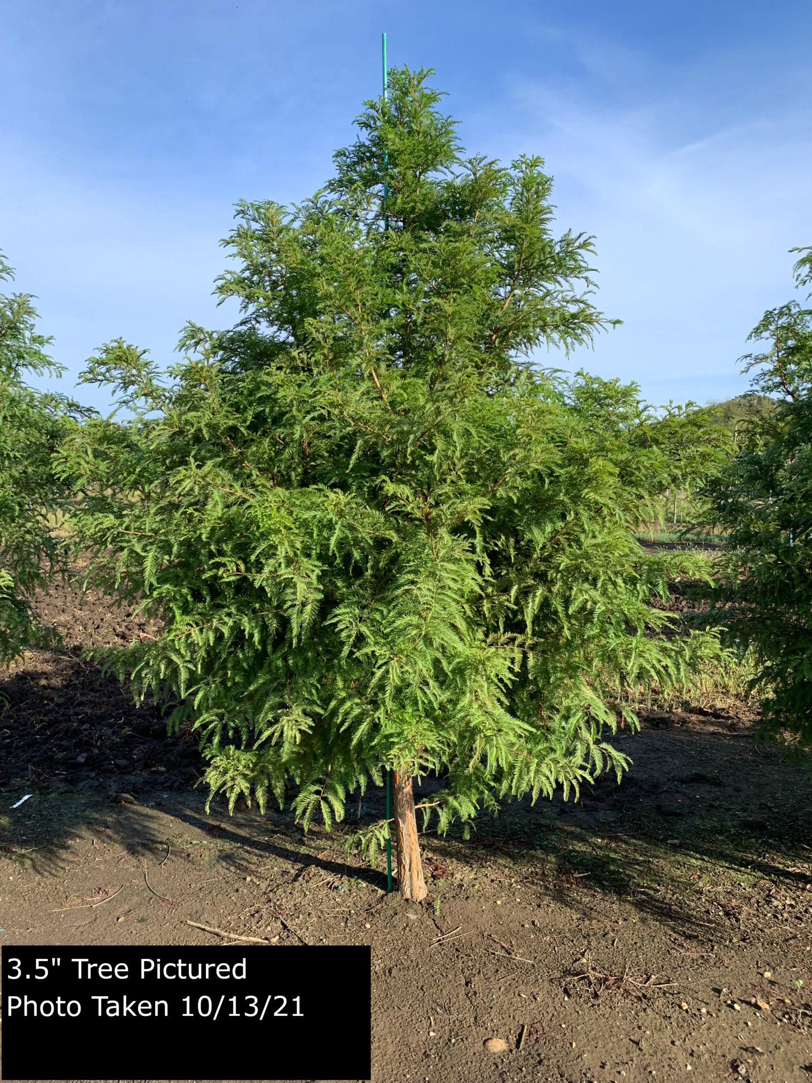 Dawn Redwood Tree - Metasequoia Glyptostroboides | Goodmark Nurseries