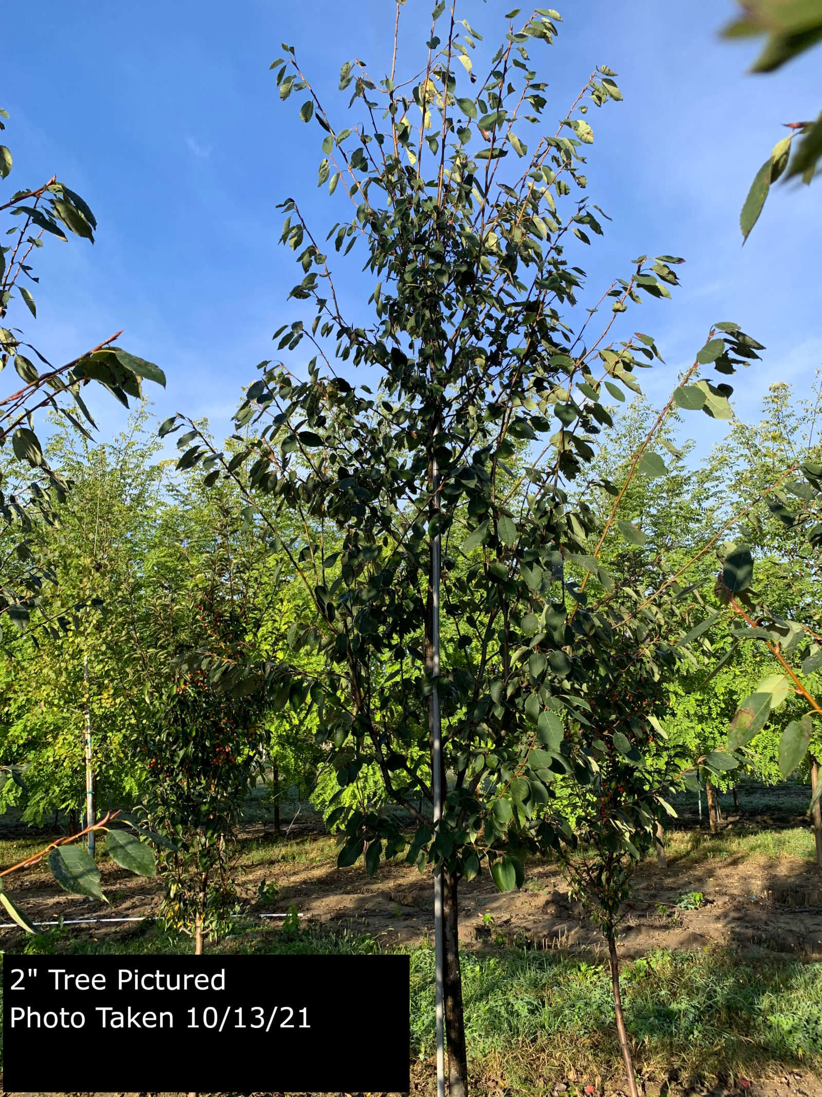 Amelanchier laevis 'Snowcloud' | Goodmark Nurseries