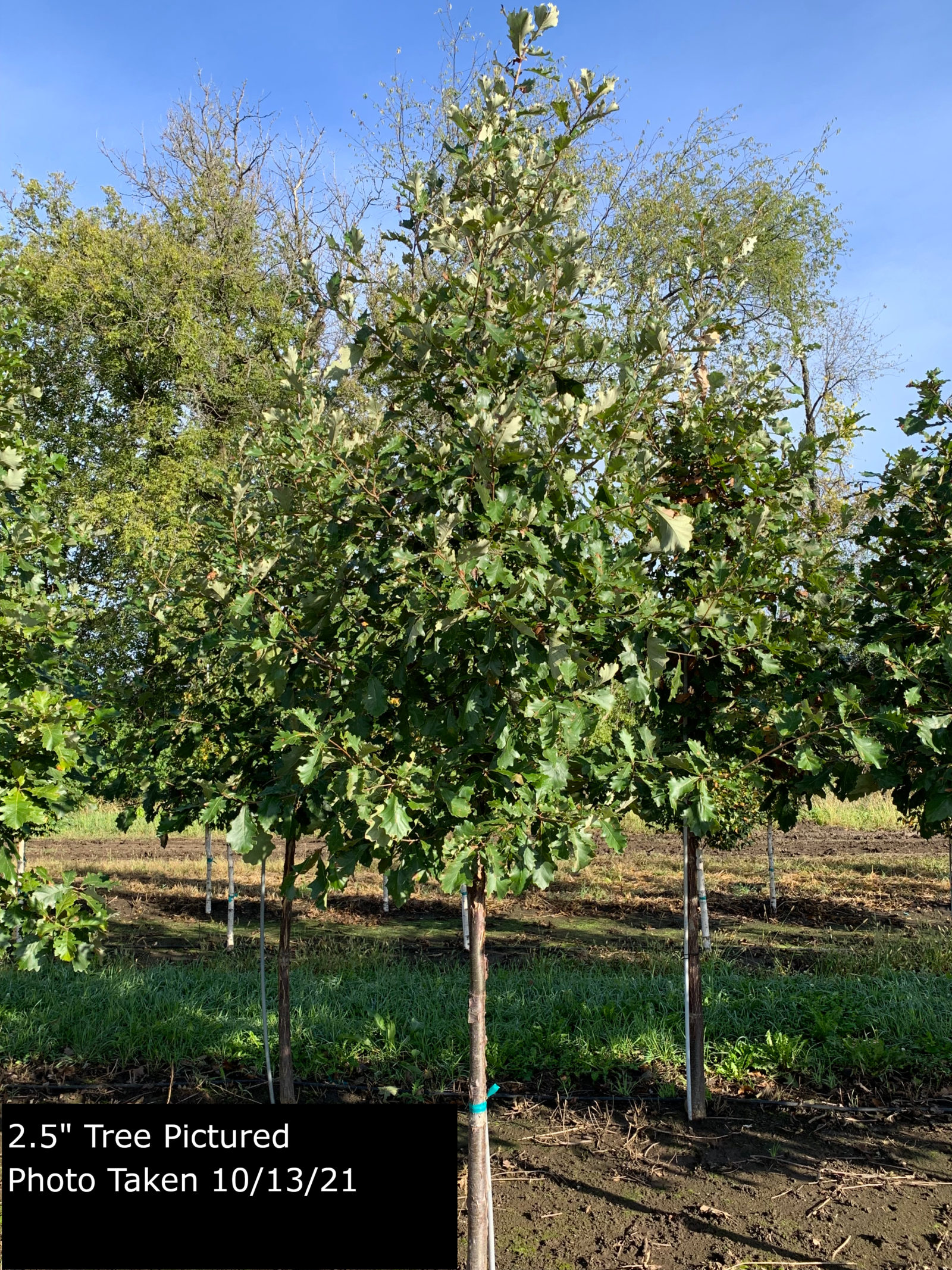 Swamp Chestnut Oak Tree - Plant Inventory | Goodmark Nurseries