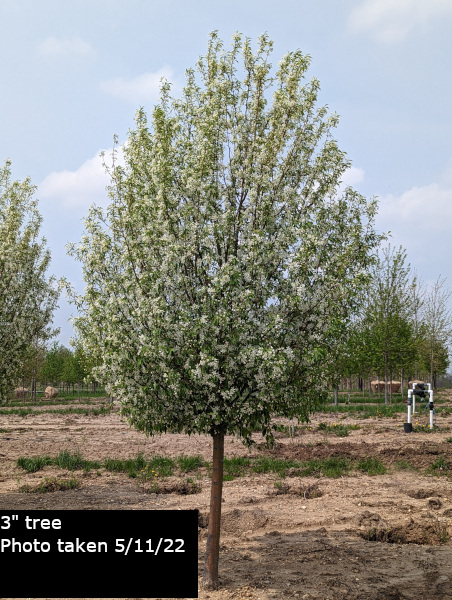 Starlite® Crabapple Tree - Plant Inventory | Goodmark Nurseries