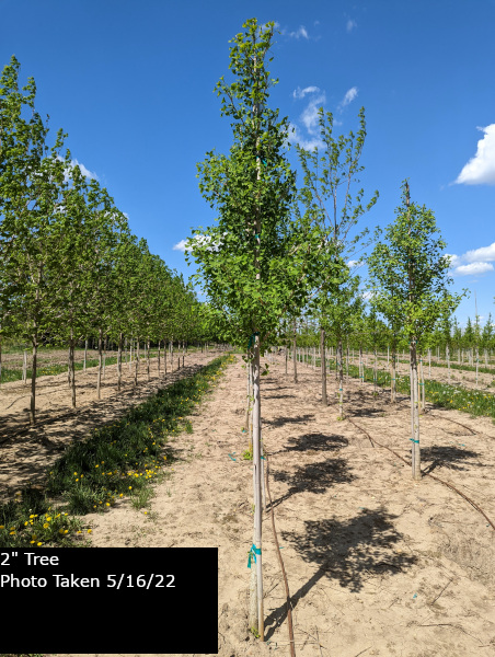 Presidential Gold® Ginkgo Tree - Plant Inventory | Goodmark Nurseries