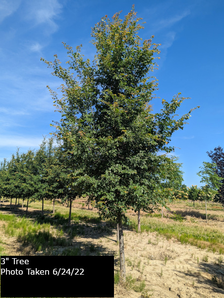 Frontier Elm Tree - Ulmus 'Frontier' | Goodmark Nurseries