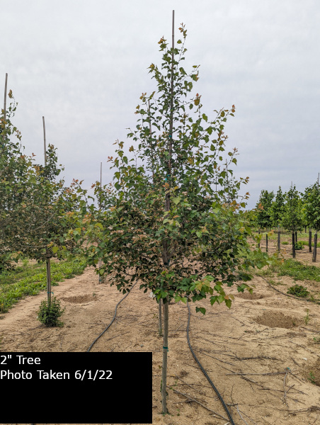 Crataegus viridis 'Winter King' | Goodmark Nurseries