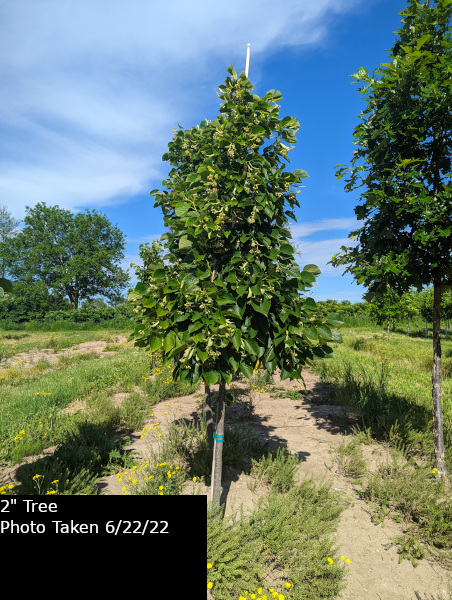 American Sentry® Linden Tree - Plant Inventory | Goodmark Nurseries