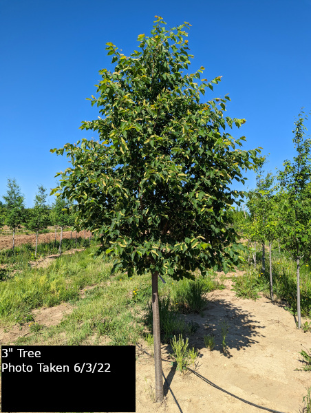 Greenspire® Linden Tree - Plant Inventory | Goodmark Nurseries