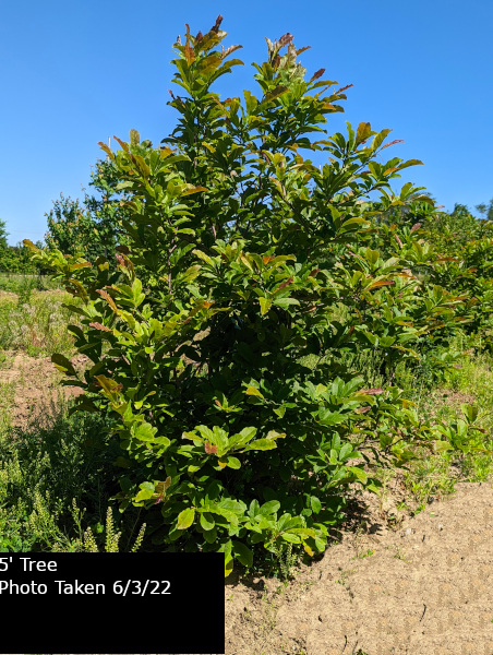Leonard Messel Magnolia Tree - Plant Inventory | Goodmark Nurseries