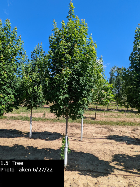 Armstrong Gold® Maple Tree - Plant Inventory | Goodmark Nurseries