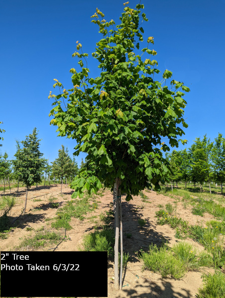 Greencolumn Maple Tree - Plant Inventory | Goodmark Nurseries