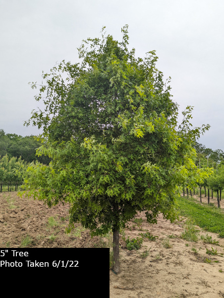 Scarlet Oak Tree - Quercus Coccinea | Goodmark Nurseries