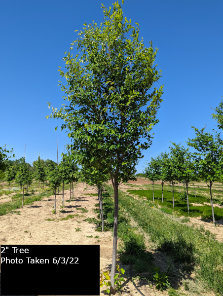 Cumulus Allegheny Serviceberry Tree | Goodmark Nurseries