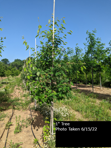 Spring Flurry® Serviceberry Tree Inventory | Goodmark Nurseries