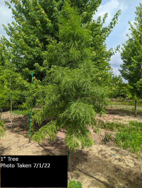 Shawnee Brave™ Bald Cypress Tree Inventory Goodmark Nurseries