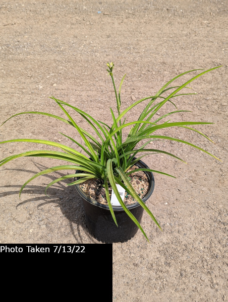 Blue Sheen Daylily - Hemerocallis | Goodmark Nurseries