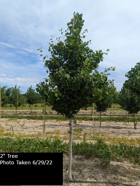 Princeton Sentry Ginkgo Tree - Plant Inventory | Goodmark Nurseries