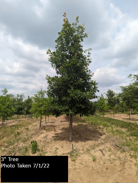 Black Oak Tree - Quercus Velutina | Goodmark Nurseries