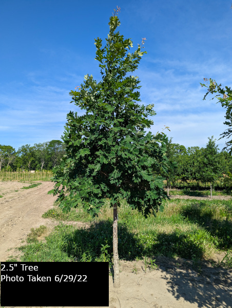 White Oak Tree - Plant Inventory | Goodmark Nurseries