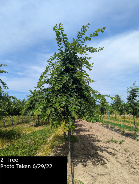 Prospector Elm Tree - Ulmus Wilsoniana | Goodmark Nurseries Prospector Elm Tree - Ulmus Wilsoniana | Goodmark Nurseries