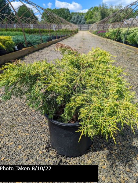 Gold Lace Juniper - Juniperus Chinensis | Goodmark Nurseries