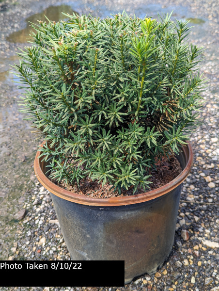 Hicks Yew - Taxus X Media 'Hicksii' | Goodmark Nurseries