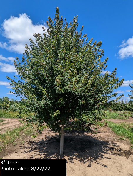 Burgundy Belle® Maple Tree - Plant Inventory | Goodmark Nurseries