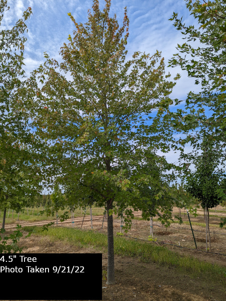 Sienna Glen® Maple Tree - Plant Inventory | Goodmark Nurseries