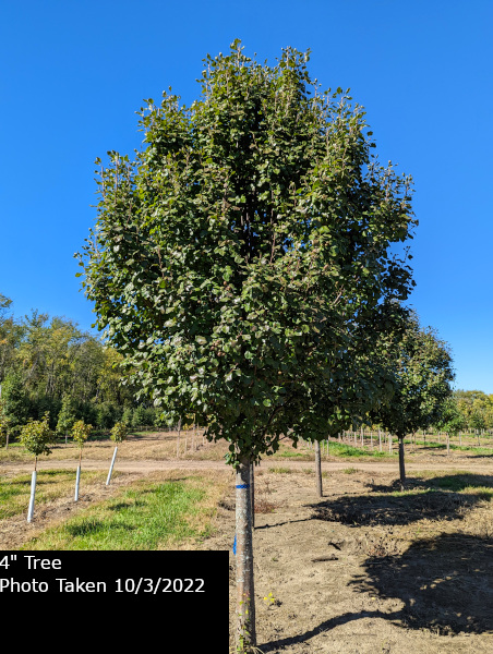 Jack® Pear Tree - Pyrus Calleryana 'Jaczam' | Goodmark Nurseries