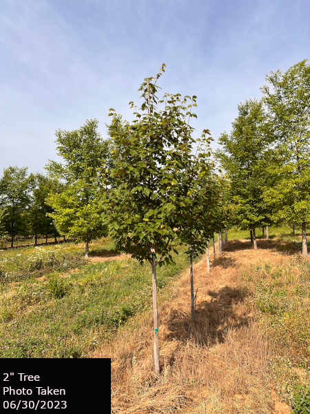 Northwood Maple Tree - Plant Inventory | Goodmark Nurseries