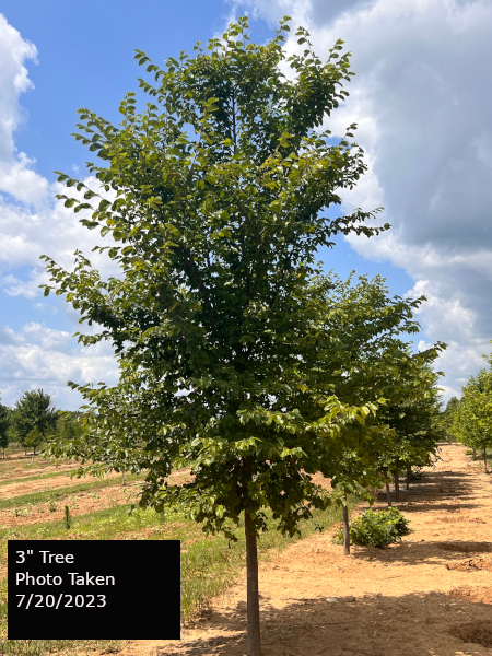 Prairie Expedition® Elm Tree - Plant Inventory | Goodmark Nurseries
