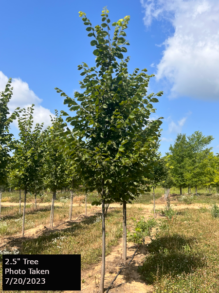 Princeton Elm Tree - Ulmus Americana 'Princeton' | Goodmark Nurseries