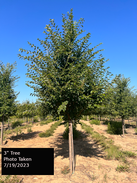 Triumph™ Elm Tree - Ulmus 'Morton Glossy' | Goodmark Nurseries