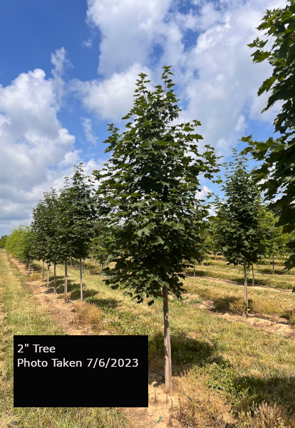 Emerald Lustre® Maple Tree - Plant Inventory | Goodmark Nurseries