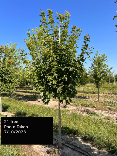 Fall Fiesta® Maple Tree - Plant Inventory | Goodmark Nurseries