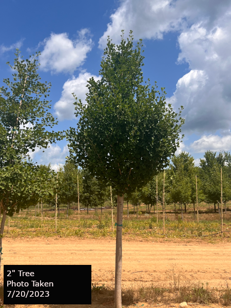 Ginkgo biloba 'JFS-UGA2' | Goodmark Nurseries