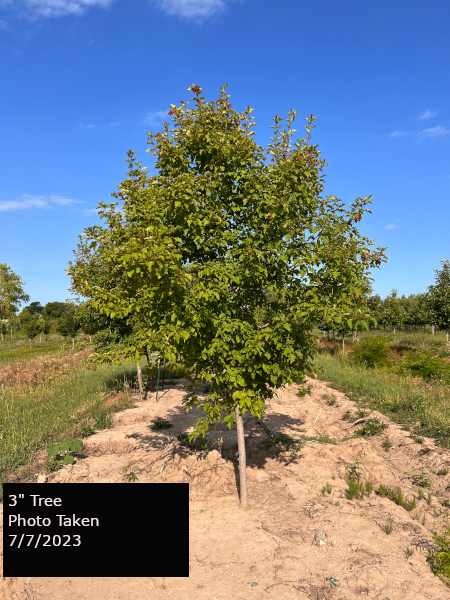 Hot Wings® Maple Tree - Plant Inventory | Goodmark Nurseries