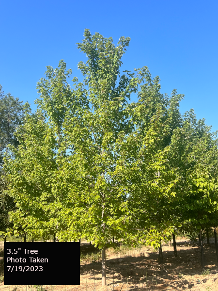 Marmo Maple Tree - Acer X Freemanii 'Marmo' | Goodmark Nurseries