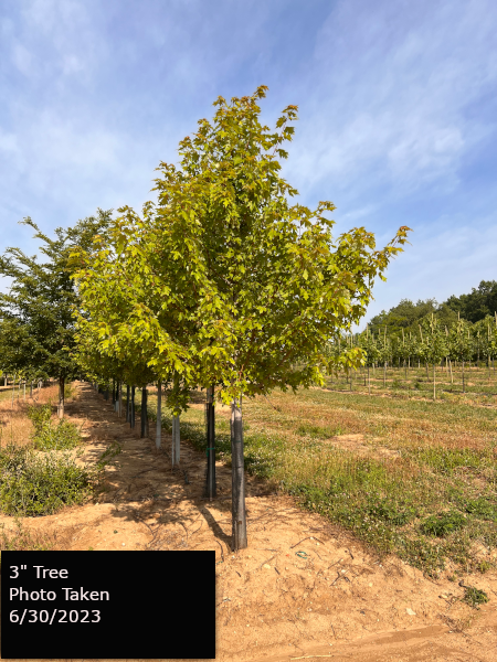 Matador™ Maple- First Editions® Tree | Goodmark Nurseries