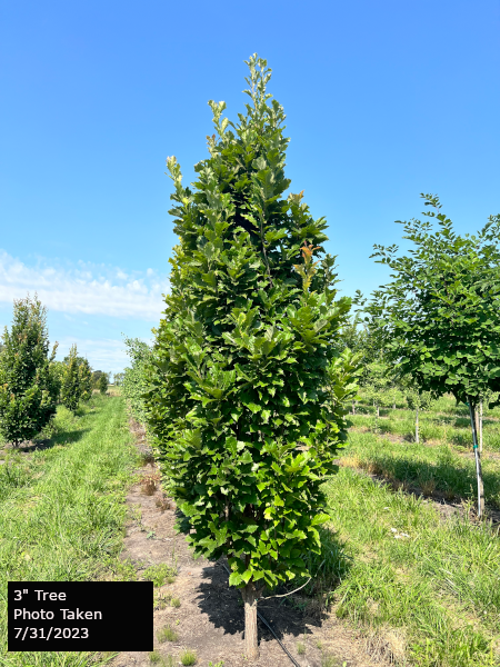 Beacon Oak Tree - Quercus Bicolor | Goodmark Nurseries